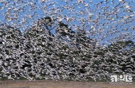 Flocking Corellas | Six Crooked Highways